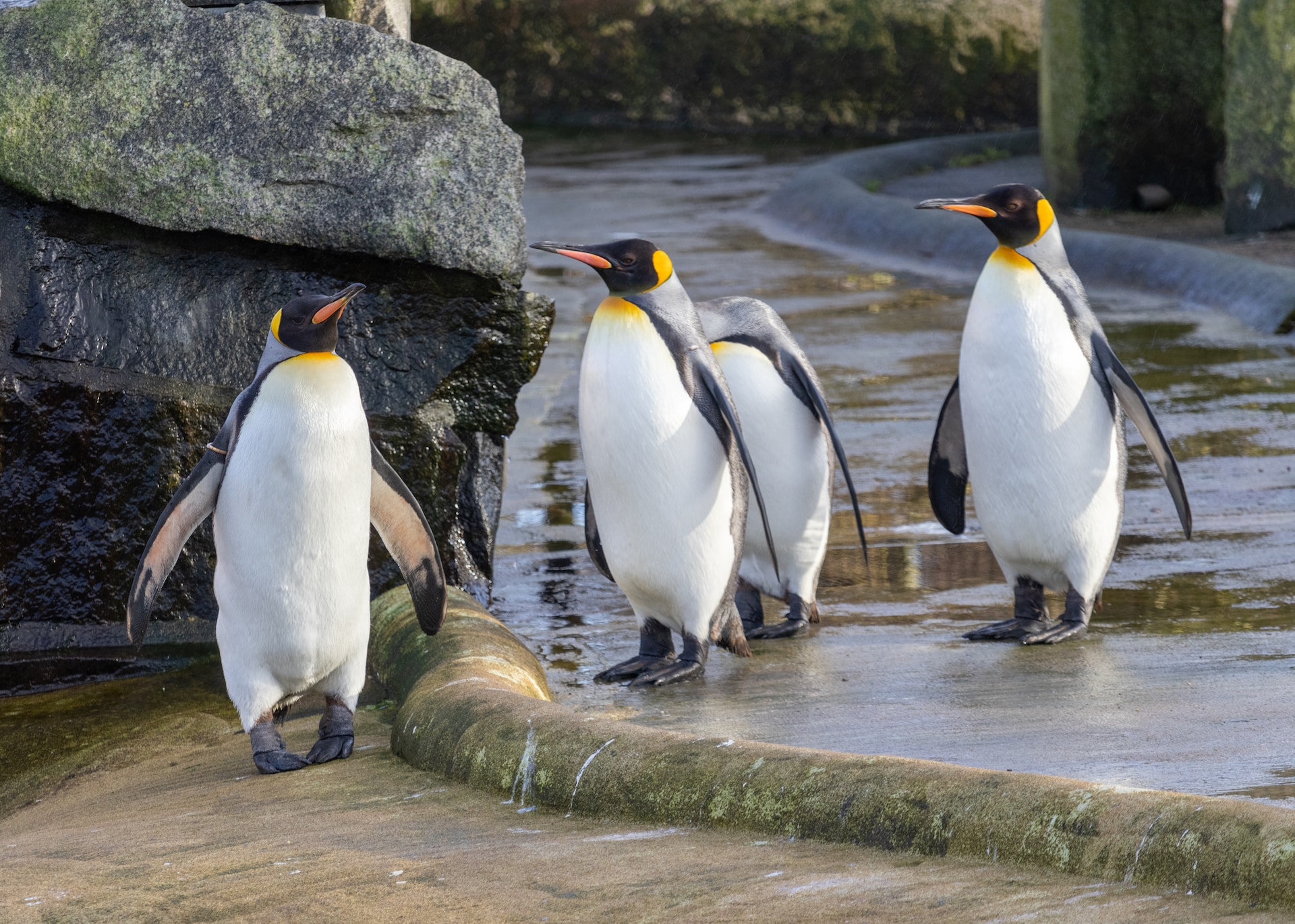 Things to consider when visiting Edinburgh Zoo - Wonders of Scotland