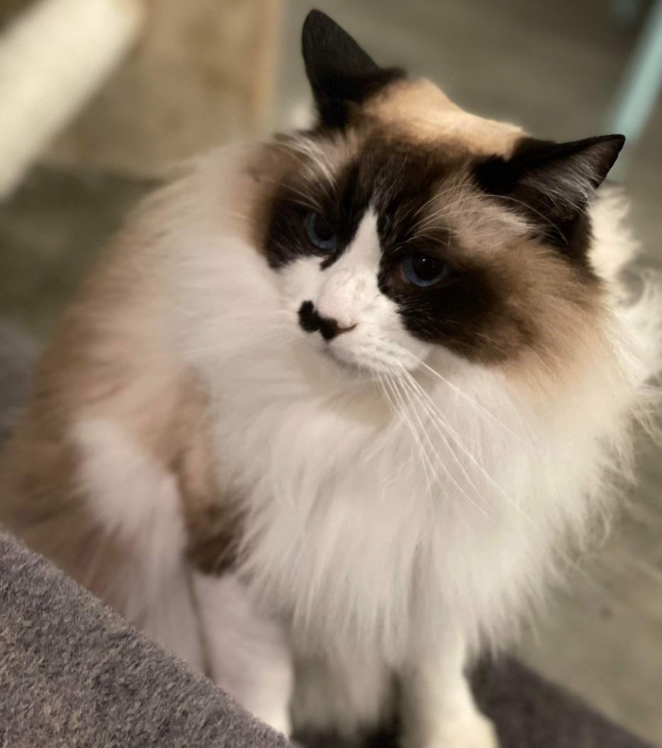 Maison De Moggy | Edinburgh Cat Café - Wonders of Scotland