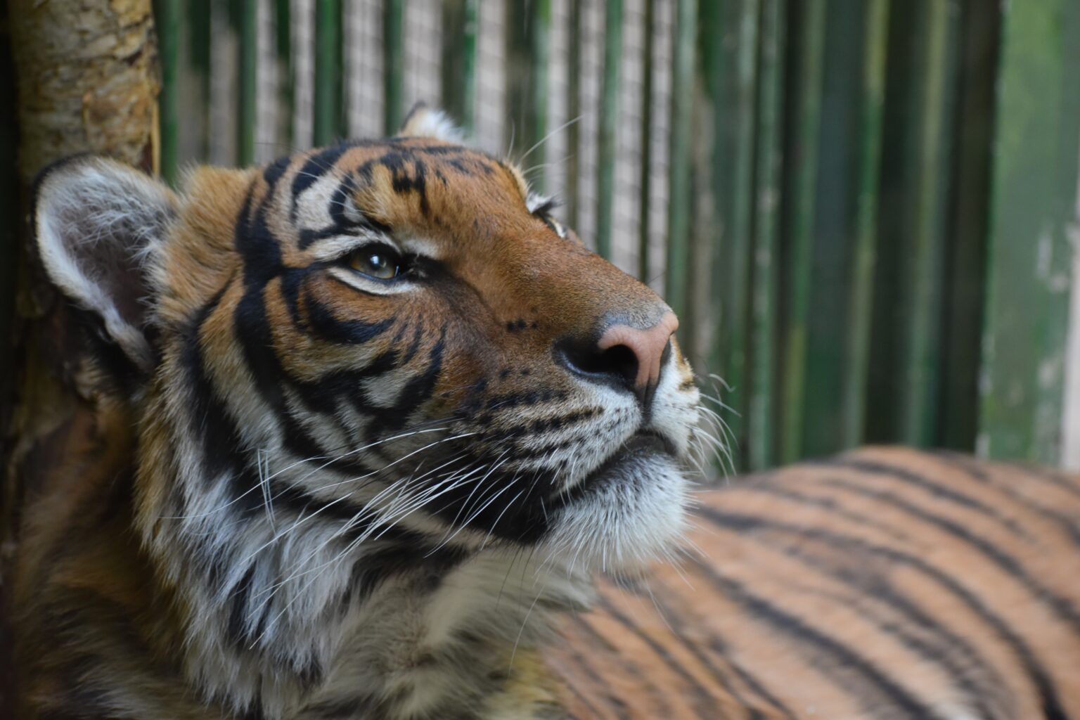 Things to consider when visiting Edinburgh Zoo - Wonders of Scotland