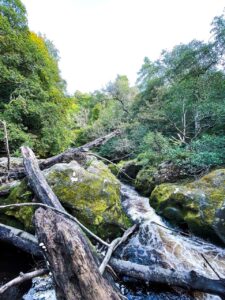 A Day Out in Roslin | Everything You Need to Know - Wonders of Scotland